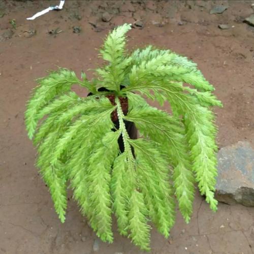 Jual Tanaman hias pakis hutan cantik - paku rane - ekor merak - Kab ...