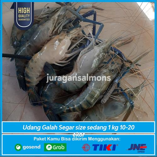 Jual Udang Galah Segar Gede Jumbo Sedang Murah 1 kg isi 10-20 ekor ...