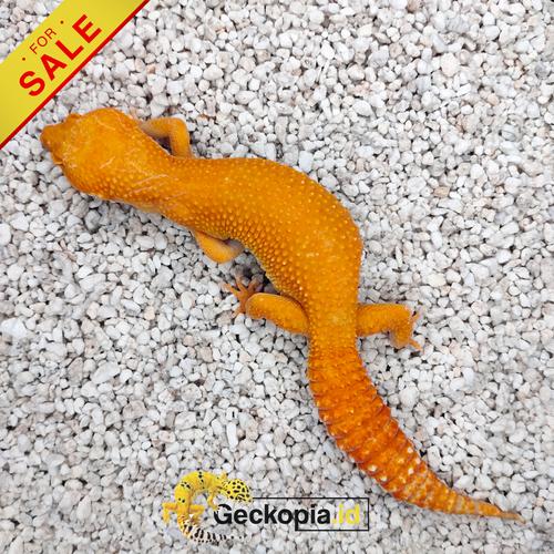 Jual Leopard Gecko Sunglow Full CT Female - Kab. Tangerang - Geckopia ...