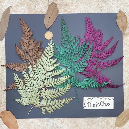 Jual Daun Pakis Daun Paku Hijau Kering Daun Kering (1 tangkai BESAR ...