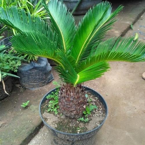 Jual tanaman hias palem sikas mini - Kota Tangerang Selatan - Lucas ...