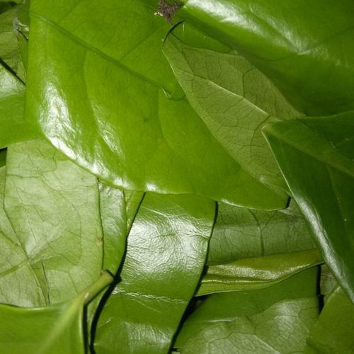 Jual Daun So / Daun Melinjo per pack - Kota Surabaya - toko sayur dua ...