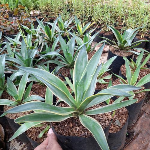 Jual Tanaman Hias Agave King Hijau// Pohon Agave King - Kota Depok ...