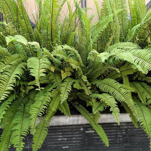 Jual 300 paket tanaman pakis kelabang - Kota Depok - Botani Barokah ...