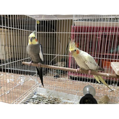 Jual Sepasang indukan falk australia grey x pearl - Kota Bandung - MRD ...