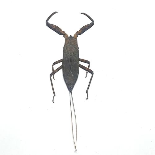 Jual AWETAN SERANGGA UNIK INDONESIA GIANT WATER SCORPION - Spread ...