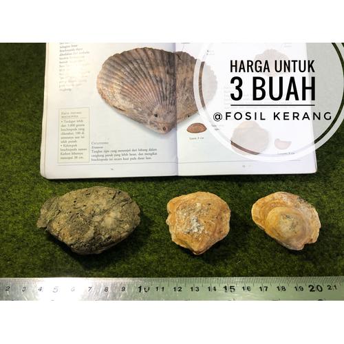 Jual Fosil Kerang B25 atau Fosil Keong atau Fosil Kijing atau Kol ...