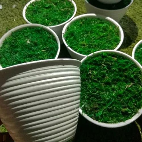 Jual Pot Tawon Busa Lumut Pot Tanaman Bunga Artifisial Plastik - Kota ...