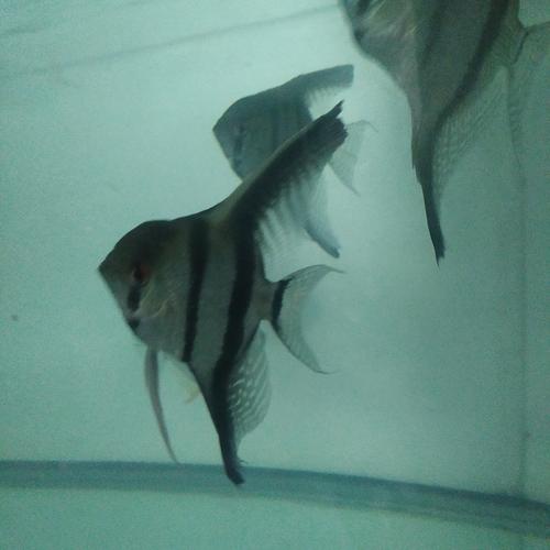 Jual pterophyllum scalare / angelfish altum Peruvian/manfish altum ...