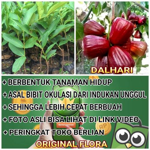 Jual Bibit Jambu Air Dalhari Tanaman Jambu Pohon Jambu Dalhari - Kota ...