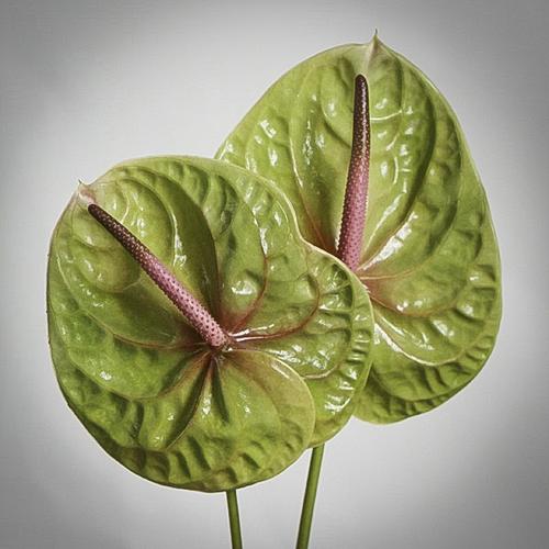 Jual Fresh Cut Anthurium Flower/Bunga Anthurium Segar per tangkai ...