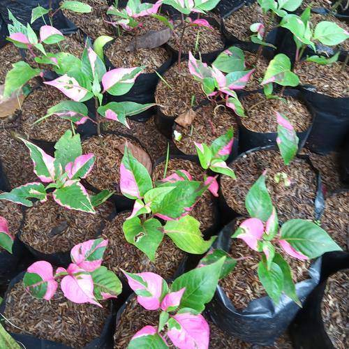 Jual jual tanaman hias lentera daun pink - Kab. Bogor - .... . TUTUP ...