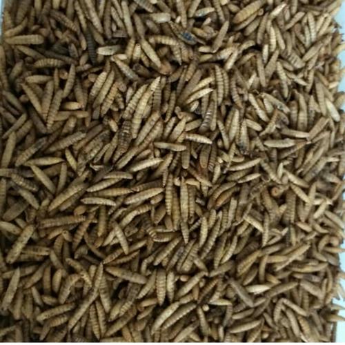 Jual MAGOT KERING 500 GRAM MAGGOT LARVA LALAT BSF PAKAN IKAN LOUHAN KOI ...
