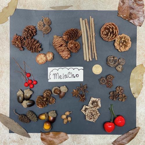 Jual Buah Oak Biji Oak Acorns Acorn Auntum Christmas Decor Dried (1-5 ...