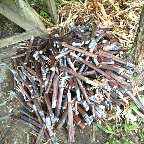 Jual Napier Red Bibit Pakchong Merah Batang Daun Semua Merah Stek ...