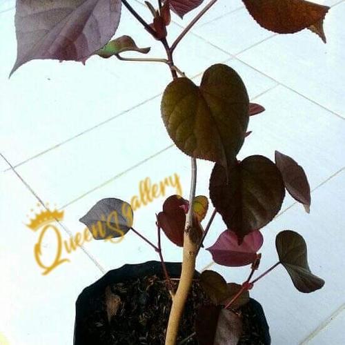 Jual bahan bonsai waru merah - Kab. Pangandaran - Queen's Gallery ...