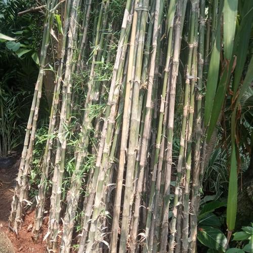 Jual bambu jepang ijo - Kota Tangerang Selatan - Yaya gardenia | Tokopedia