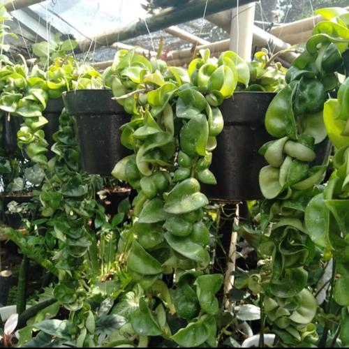 Jual tanaman hias gantung hoya compacta - hindu rope plant - tanaman ...