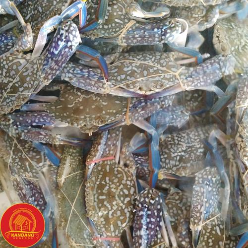 Jual KEPITING RAJUNGAN FRESH FROZEN - 500 Gr - Jakarta Utara - Kandang ...