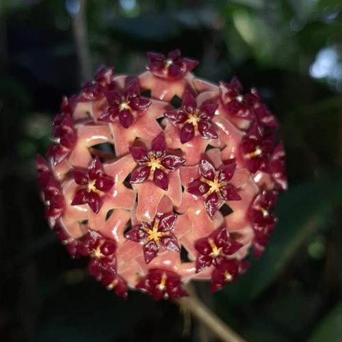 Jual anggrek hoya purpureofusca - Kab. Purworejo - tufron orchid ...