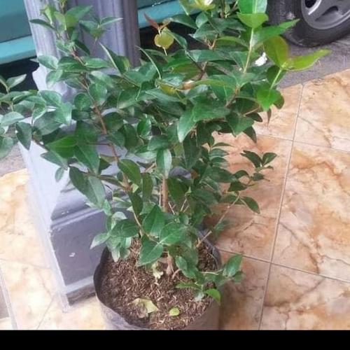 Jual tanaman cermai belanda / dewandaru - Kota Batu - bibit ageng shop ...