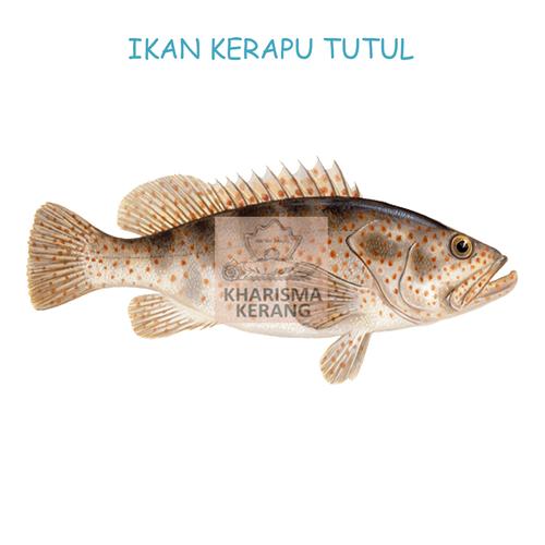 Jual Ikan Kerapu Tutul Ikan Ikan Laut Ikan Segar Ikan Tuna Ikan Salmon ...