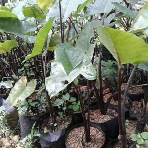 Jual bibit tanaman talas hitam - Kota Batu - kios tanaman online ...