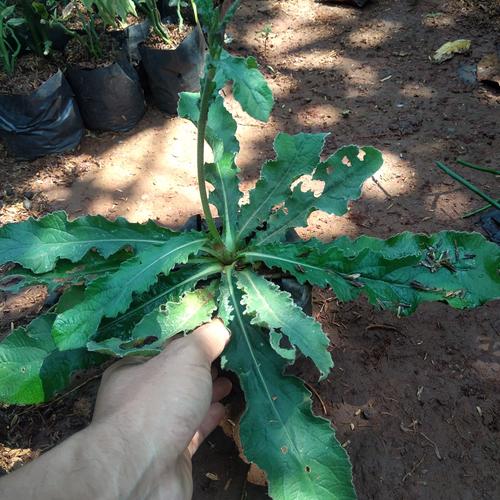 Jual tanaman tapak liman herbal/pohon tapak liman apotik hidup - Kab ...