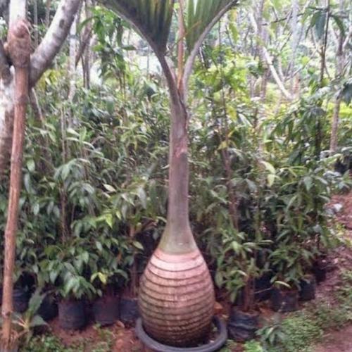 Jual pohon palm botol tinggi 2 meter - Kab. Bogor - sahabat tanaman ...