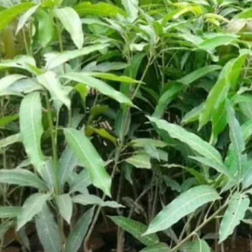 Jual pohon mangga/ bibit pohon mangga cokanan/ pohon mangga cokanan ...