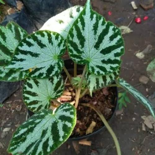 Jual tanaman begonia tiger / pohon begonia tiger - Kab. Bogor - Karya ...