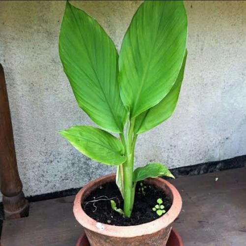 Jual Bibit Tanaman Herbal pohon kunyit-Kunyit Tanaman Toga- Pohon ...