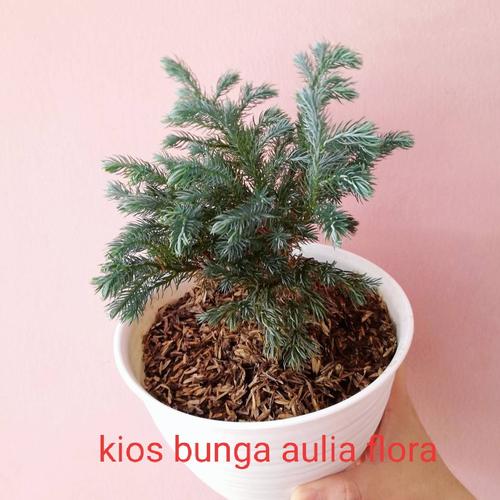 Jual Tanaman hias Cemara perak/Cemara Juniperus Plus Pot Tawon 18cm ...
