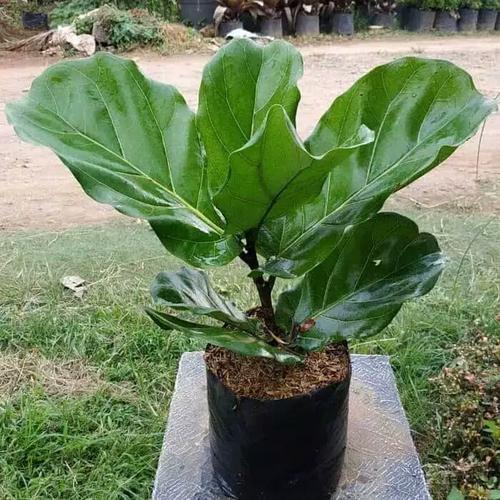 Jual jenis tanaman hias ketapang biola cantik daun besar - Kab. Bogor ...