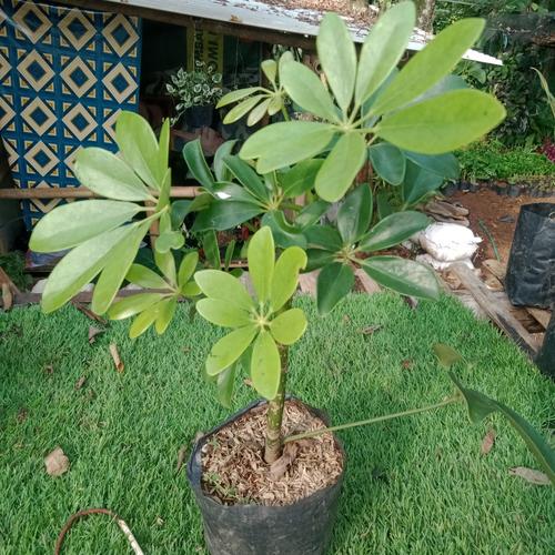 Jual Tanaman hias walisongo hijau daun kecil - Kota Depok - Asri flora store | Tokopedia