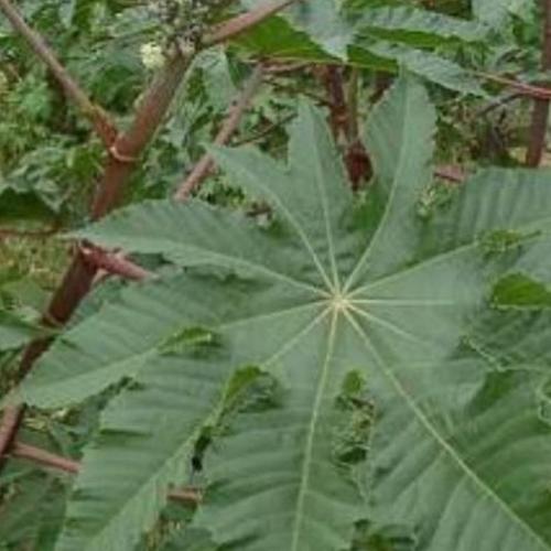 Jual Daun Batang Jarak Merak / Kaliki Merah Segar 1Kg - Kab. Subang ...