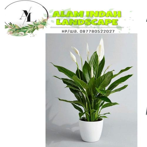Jual TANAMAN PEACE LILY RIMBUN + POT PUTIH - Jakarta Utara - Alam Indah ...