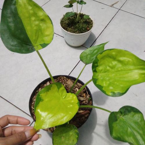 Jual Tanaman hias Alocasia cucullata songgo langit variegata - Kab ...