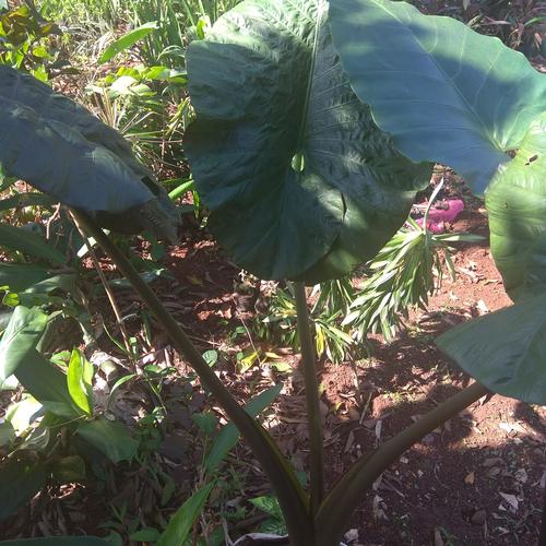 Jual tanaman lompong hitam dewasa - Kab. Bogor - ornamental plant shop ...