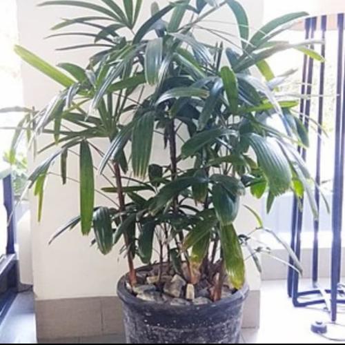 Jual Pohon Palem Regu - Tanaman Hias Palem Wregu - Pohon Palm Regu ...