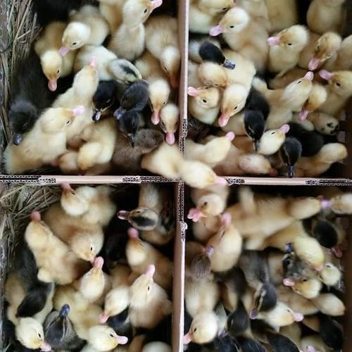 Jual DOD BIBIT BEBEK HIBRIDA JUMBO PEDAGING KUALITAS 1 BOX ISI 102 EKOR ...