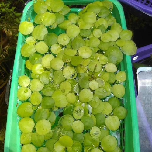 Jual tanaman air amazon frogbit akuarium aquascape - Kab. Pangandaran ...