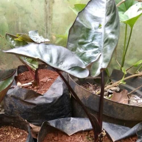 Jual tanaman hias sente hitam lompong hitam keladi hitam - Kab. Bogor ...
