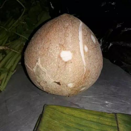 Jual kelapa bulat/setengah/tua/muda - Kelapa, Kelapa Setengah - Jakarta ...