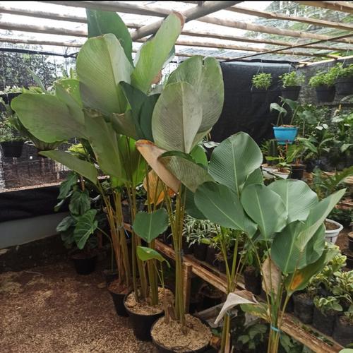 Jual tanaman hias pisang calathea tinggi 1,5-2meter - Kota Tangerang ...