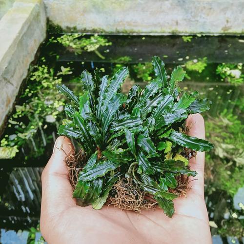Jual buce velvet perizom tanaman aquascape - Kab. Bogor - Rudy Set ...