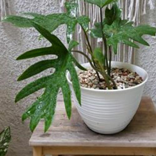 Jual tanaman hias philo mayoi - Kab. Bogor - Ismatamanstore | Tokopedia