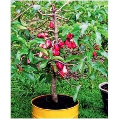 Jual bibit pohon jambu jamaika/ tanaman pohon jambu bol jamaika - Kab ...