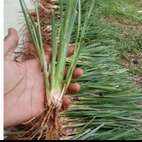 Jual pohon akar wangi/vertiver - Kab. Bogor - Laura Taman | Tokopedia