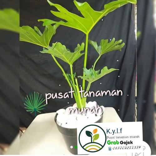 Promo tanaman hias pilo dendrum/ tanaman indor/ tanaman outdor ...